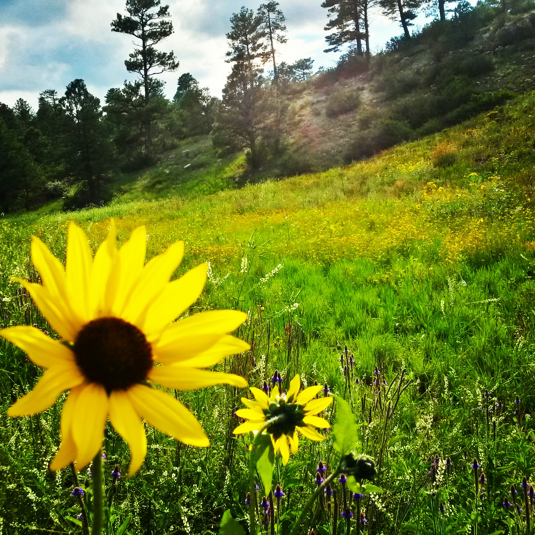 Flagstaff Rated Best Vacation Town To Live In Year Round Flagstaff Places